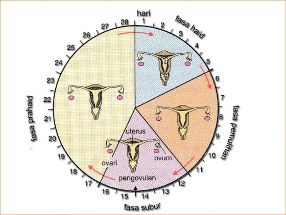 Perubahan Fizikal dan Mental di Alam Remaja - Lelaki dan Wanita