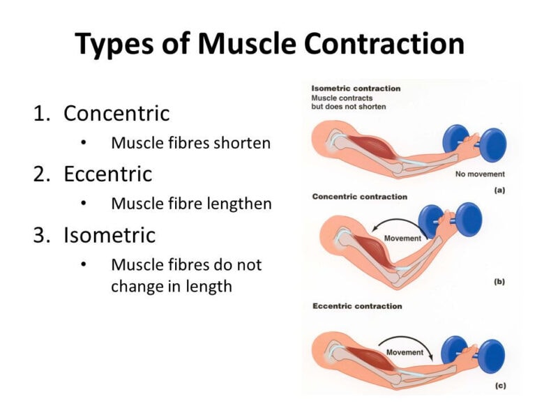 Kenali Tisu Otot - Jenis, Nama dan Fungsi - Tips Kesihatan