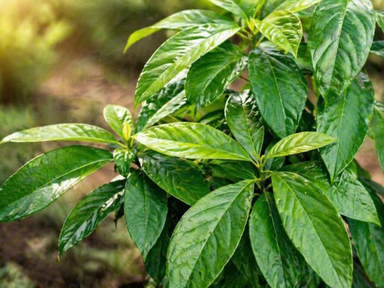 Kelebihan dan Khasiat Pokok Moringa - Tips Kesihatan
